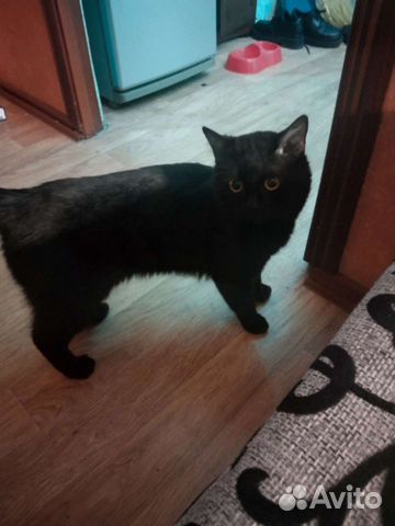 Британский котик