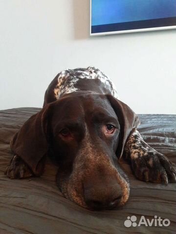 Курцхаар вязка