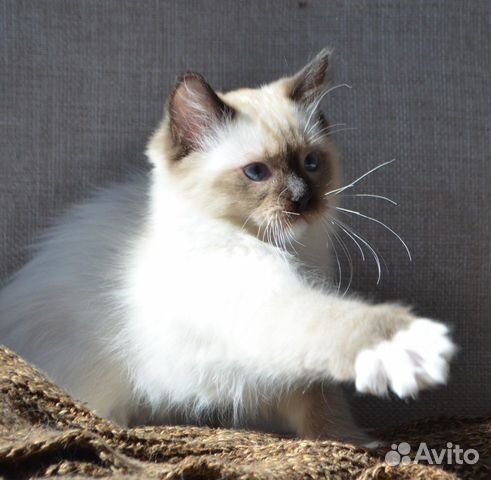 Ручная девочка RaDoll