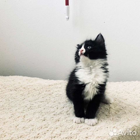 Котята, котёнок, котики любой окрас в добрые руки