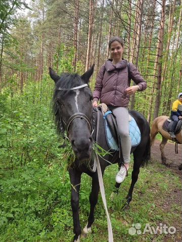 Продается лошадь