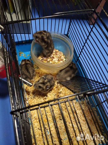 Джунгарские хомячки