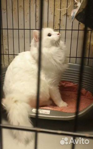 Мальчик белый