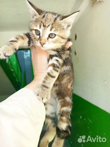 Кошки бесплатно
