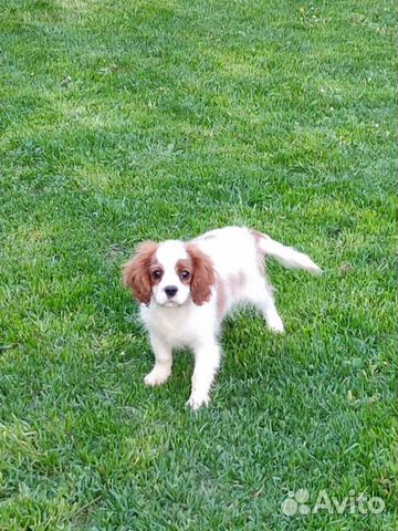 Кавалер Кинг Чарльз Спаниель девочка РКФ