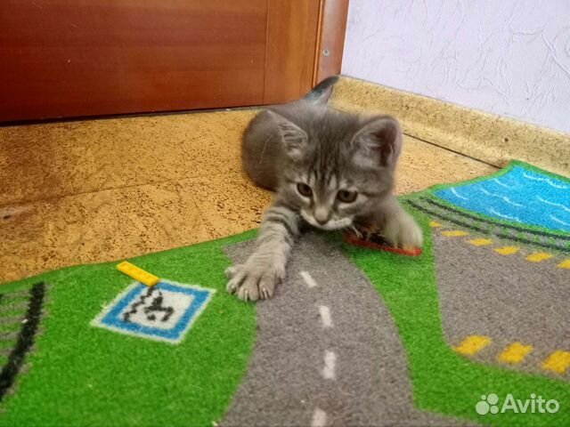 Отдам котенка девочку метиса бенгала