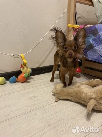 Девочка той-терьер подрощенная