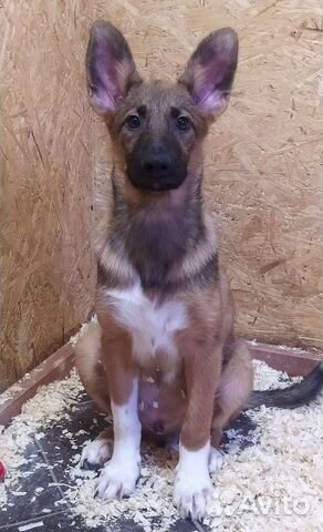 Щенок Барни ищет дом