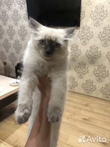 Котенок невский маскарадный