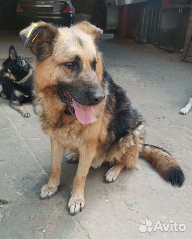 Рей ищет дом