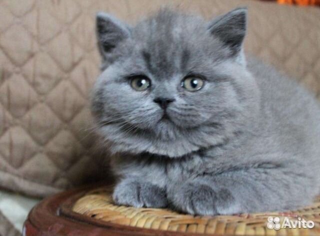 Британские котята пушистые