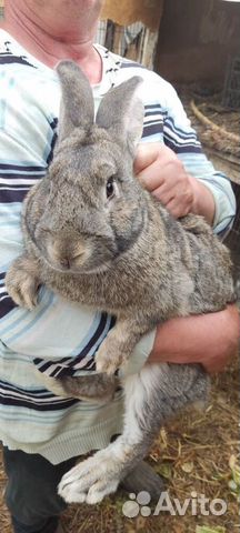 Продам кроликов мясной породы