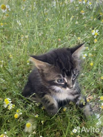 Котята бесплатно