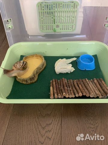 Улитка Ахатина с контейнером