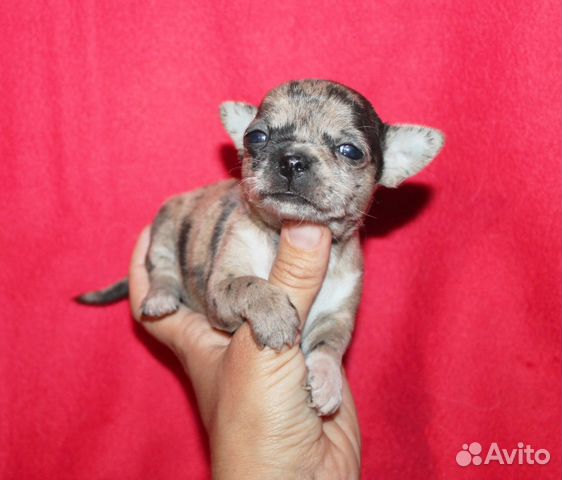 Супермини чихуахуа Гвендолин - мрамор на бронзе