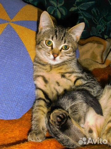 Котенок Красавец Матросик 4 мес дар в добрые руки