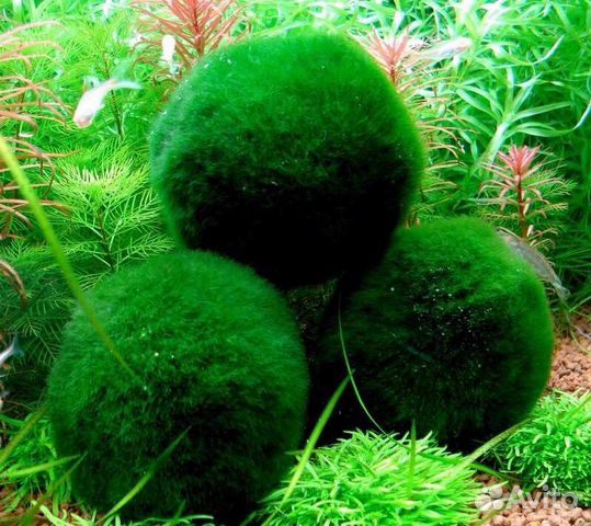 Растение аквариумное Кладофора