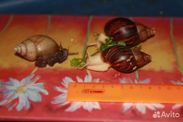Лечебные улитки от Питомника(ахатины)