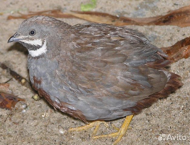 Перепела расписные