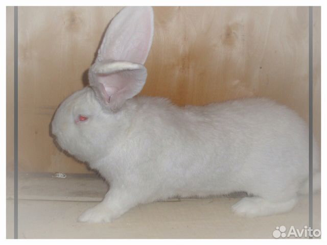 Кролики и крольчата Белого Гиганта. Привиты
