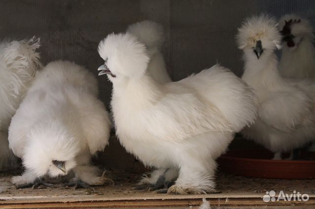 Китайские шелковые