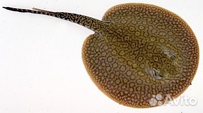 Скат гибридный "кольчуга"