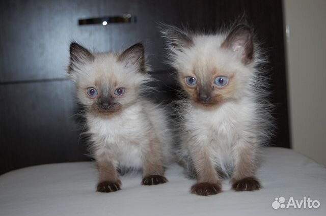 Продам сиамских котят