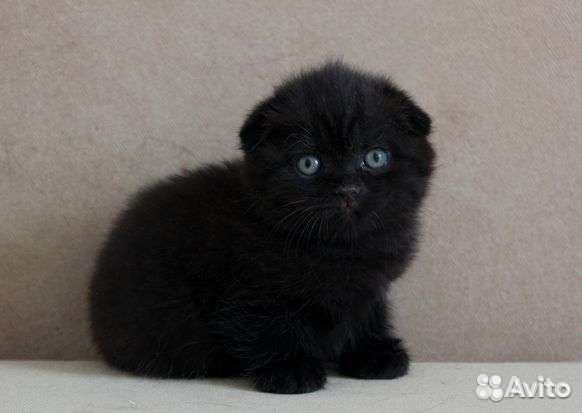Вислоухая черная кошечка