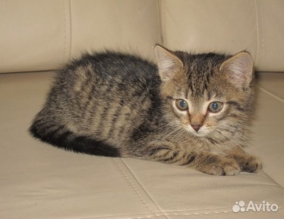 Плюшевые котята - тигрята в добрые руки