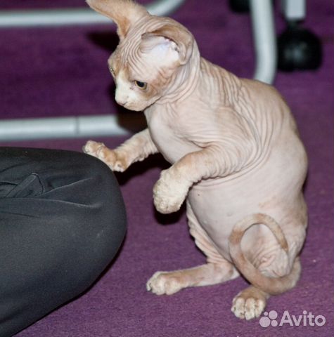 Продается девочка-сфинкс Афина