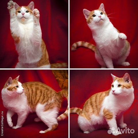 Задорный, активный, веселый, общительный Лис в дар