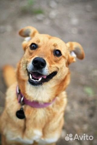 Собака ищет дом