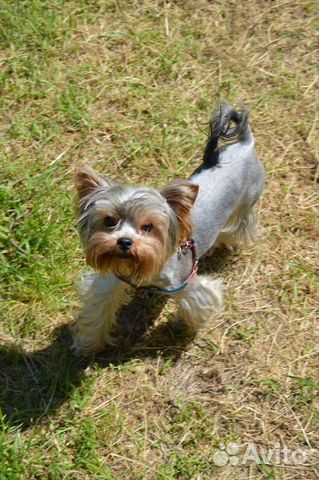 Йорк для вязки