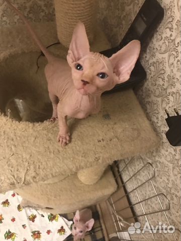 Канадский сфинкс чудесные котята