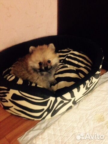 Шпиц на вязку