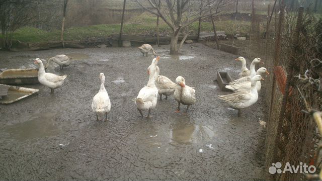 Инкубационное гусиное яйцо