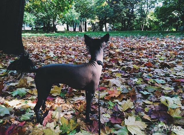 Ксолоитцкуинтли для вязки