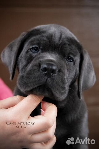 Шикарные малыши из питомника Кани Миглори