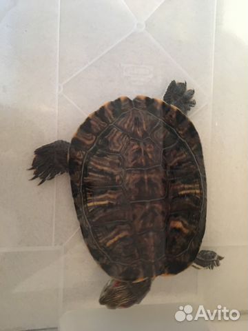 Красноухая черепаха