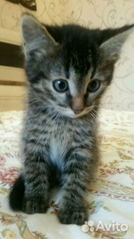 Котенок 2.5 мес девочка и мальчик