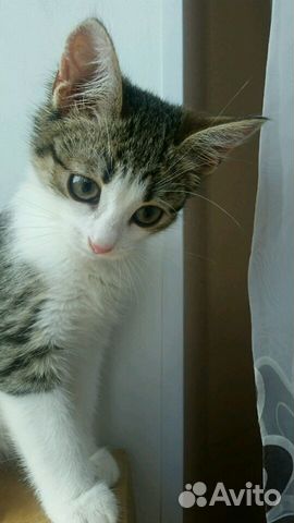 Котенок мальчик 3.5 мес
