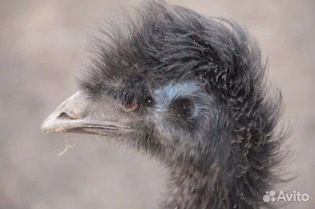 Страусы Эму