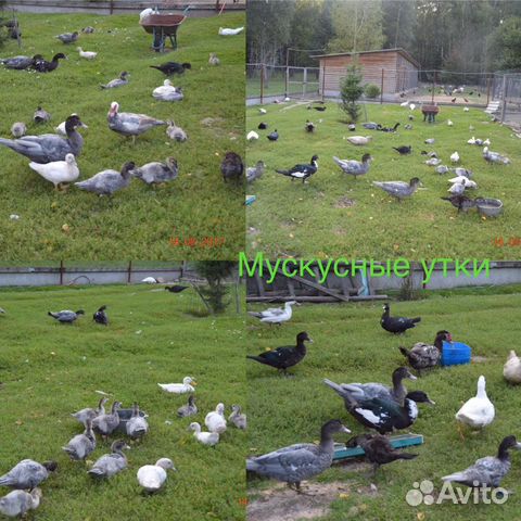 Голубая и Лавандовая мускусная утка, индюки