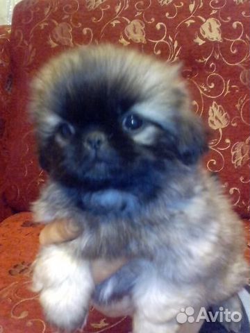 Очень красивые щенки Пекинеса