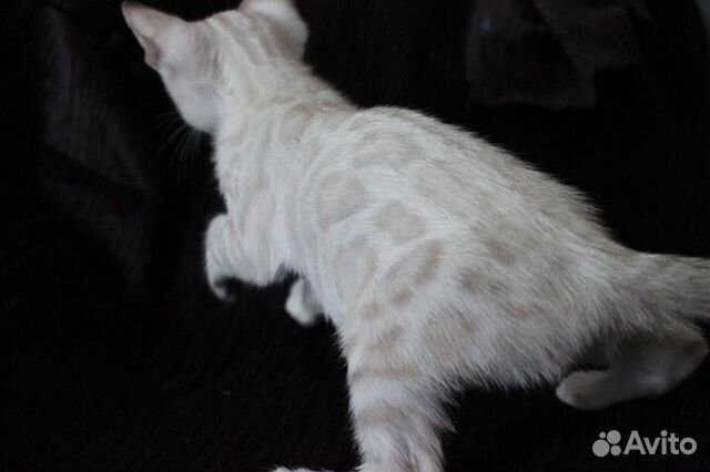 Бенгальские котята уникального снежного окраса