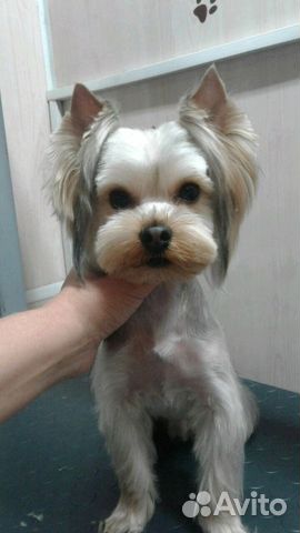 Йоркширский терьер Мальчик (mini)