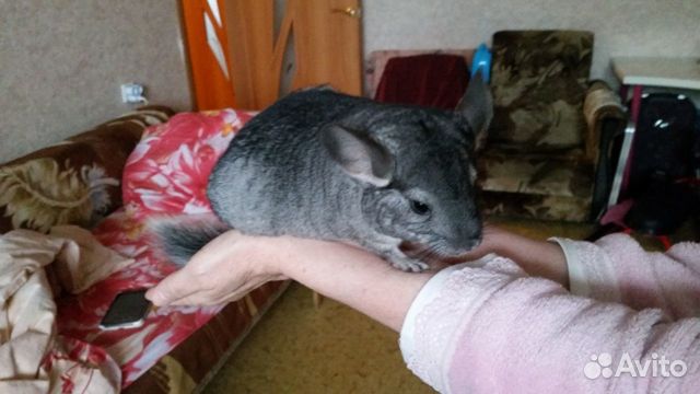 Шиншилла