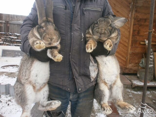 Бельгийский фландр