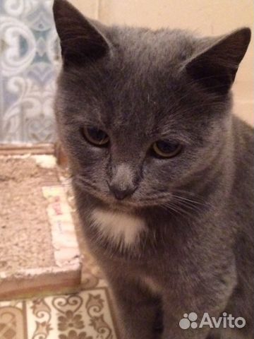 Стерилизованная котоЛеди Моника