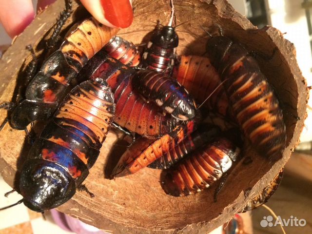 Мадагаскарский шипящий таракан